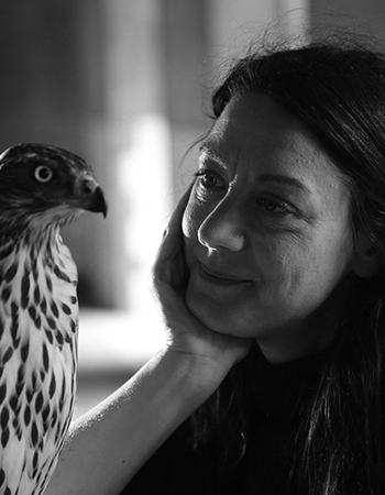 The Magic Lives of Swifts - The Dewdrop